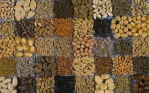TOP 10 Cele mai sanatoase seminte! FOTO | Cap Limpede